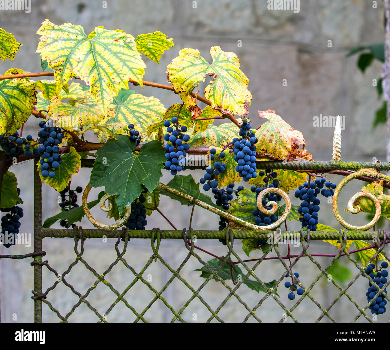 Grape on fence Stock Photo - Alamy