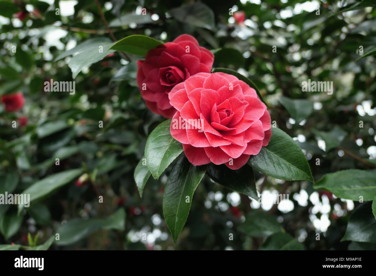 pink red camellia flowerheads of bush in blossom Stock Photo - Alamy