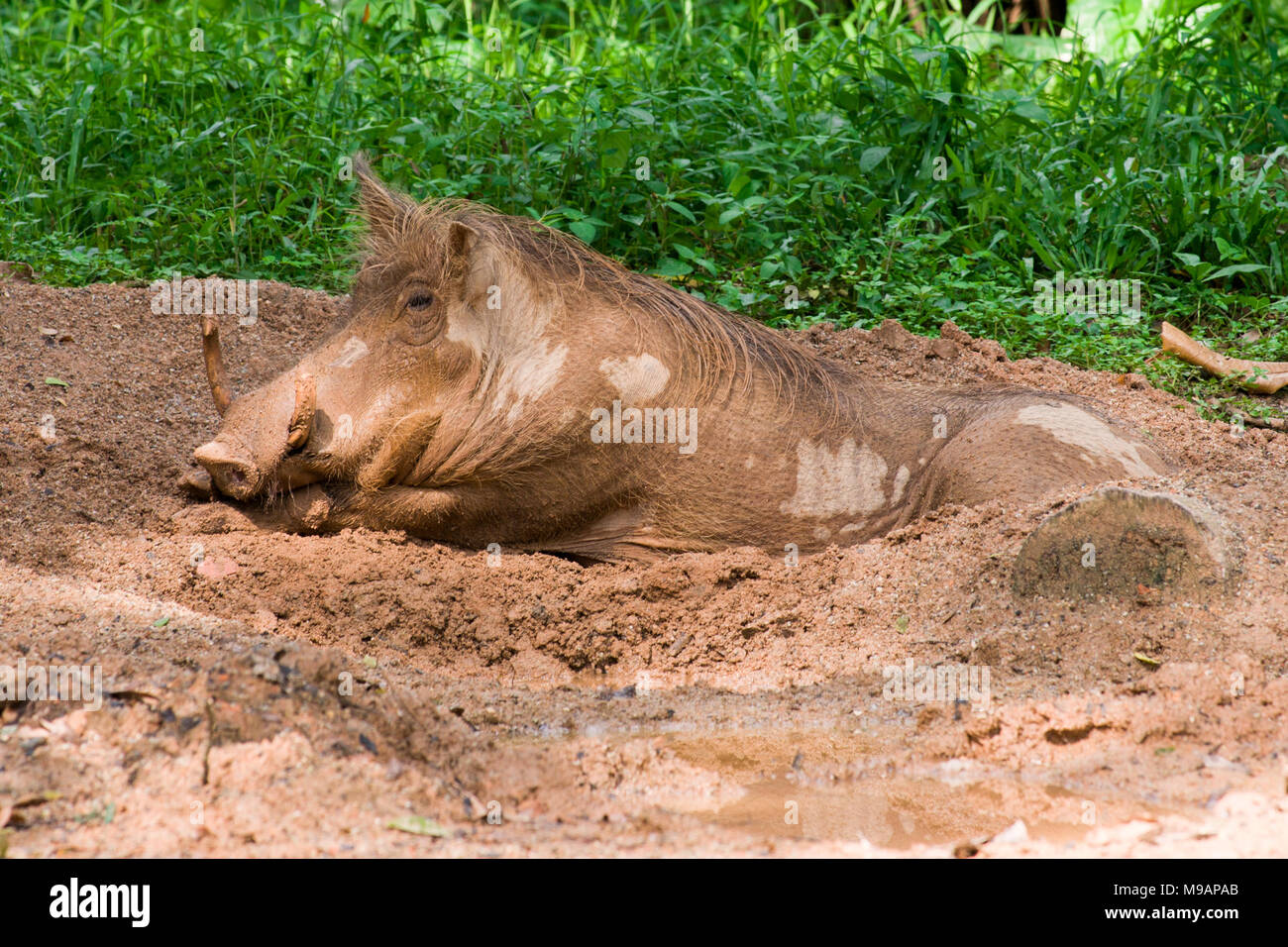 The warthog lies in the mud Stock Photo - Alamy