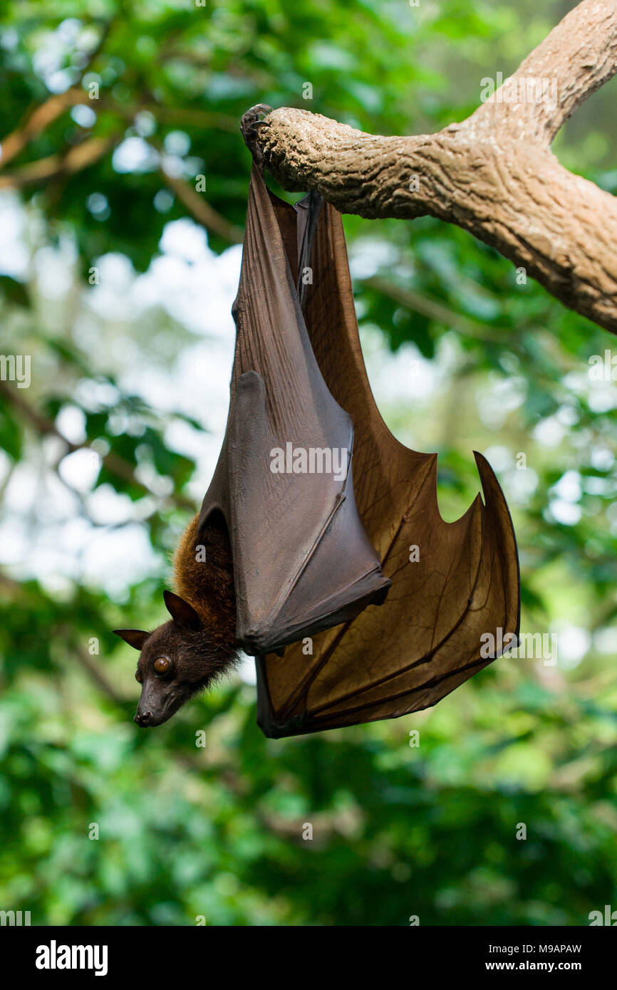 Malaysian Flying Fox High Resolution Stock Photography and Images - Alamy