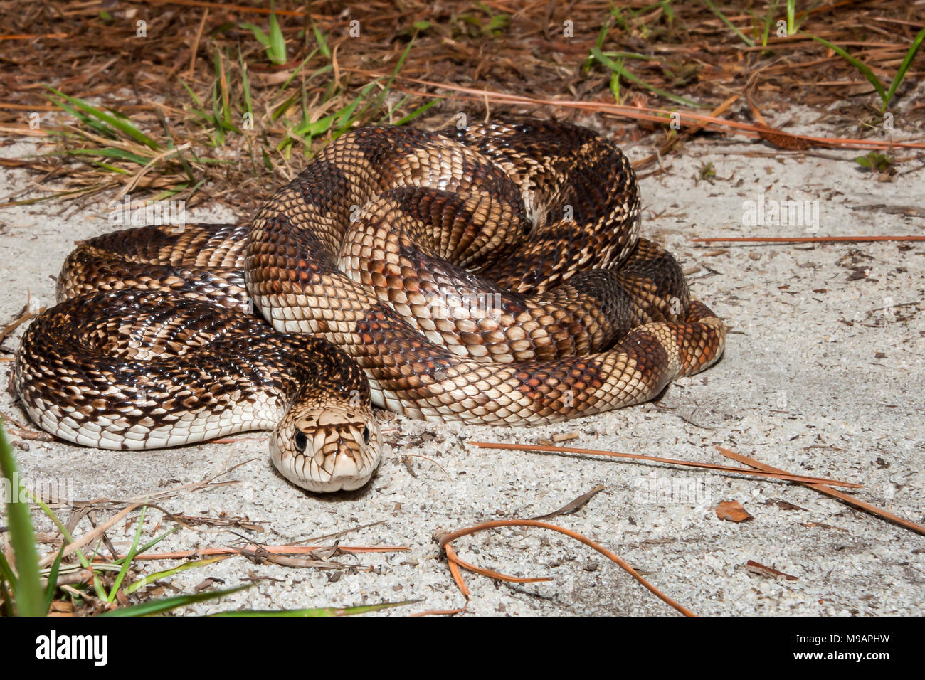 Florida Pine Snake (Pituophis melanoleucus mugitus Stock Photo - Alamy