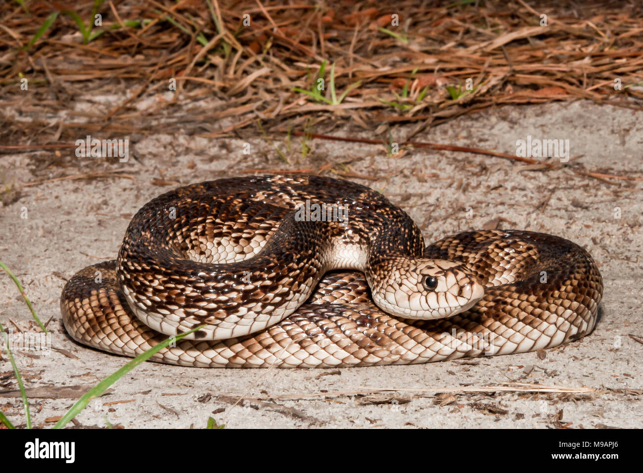 Florida pine snake hi-res stock photography and images - Alamy