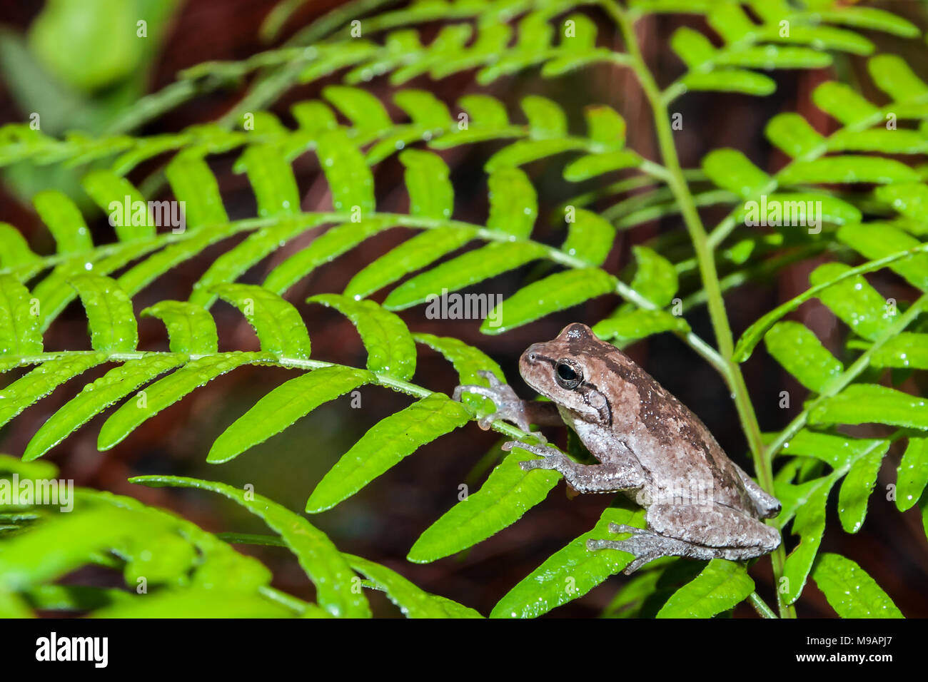 Pine Woods Tree Frog (Hyla femoralis Stock Photo - Alamy