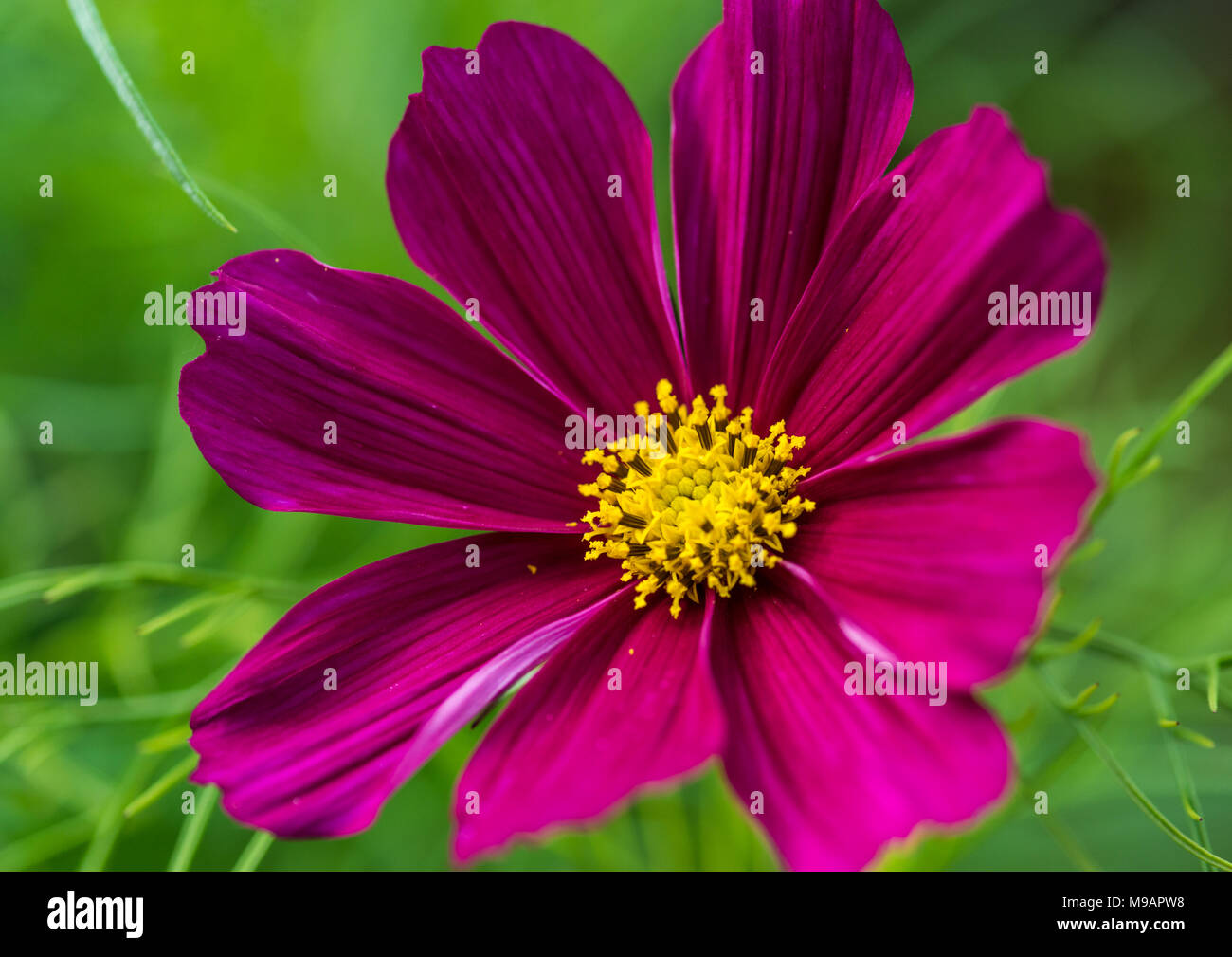 Red cosmos hi-res stock photography and images - Alamy