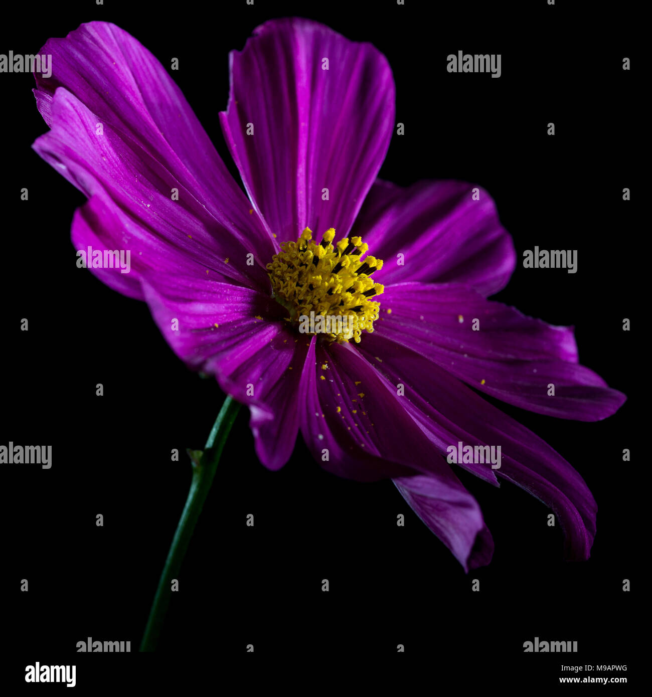 Purple cosmos hi-res stock photography and images - Alamy