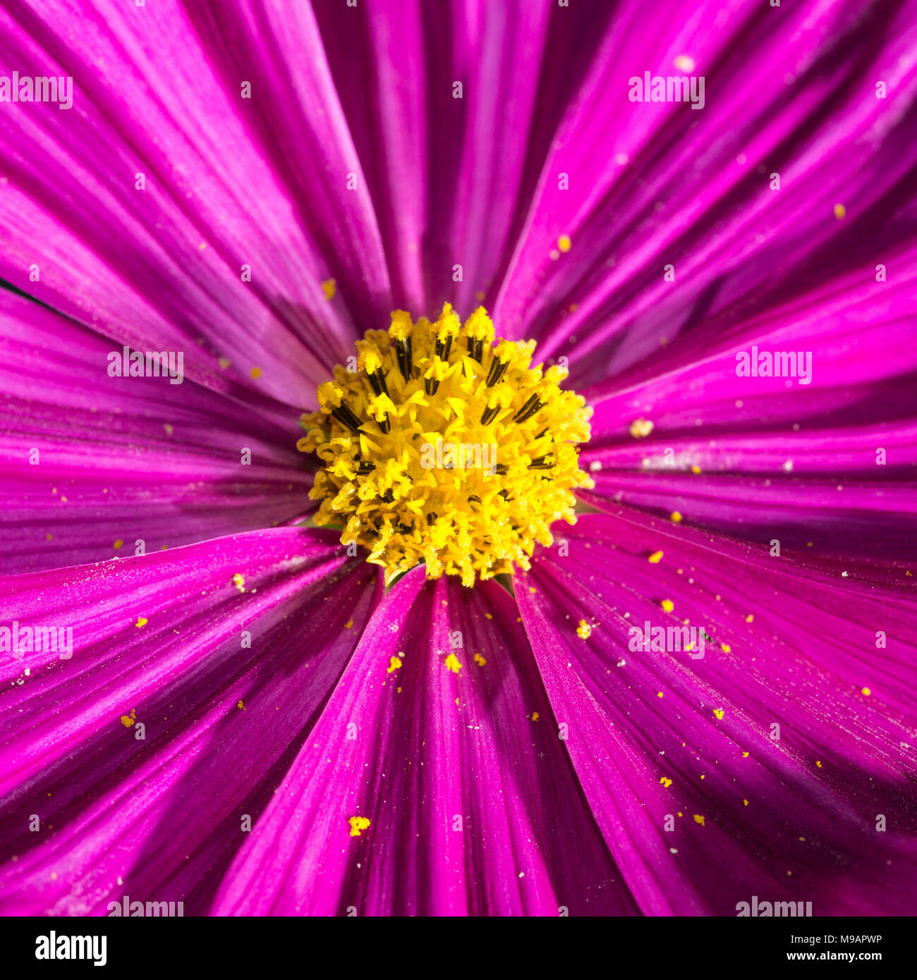 Purple cosmos hi-res stock photography and images - Alamy