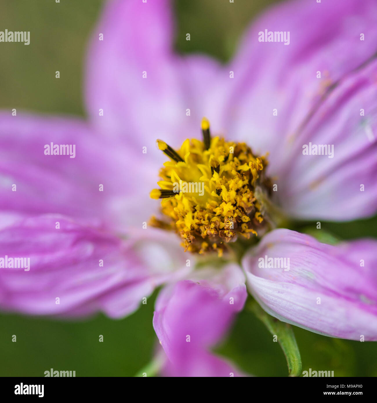 Purple cosmos hi-res stock photography and images - Alamy