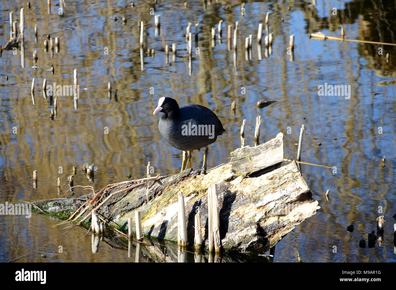 Tree by a pond hi-res stock photography and images - Alamy