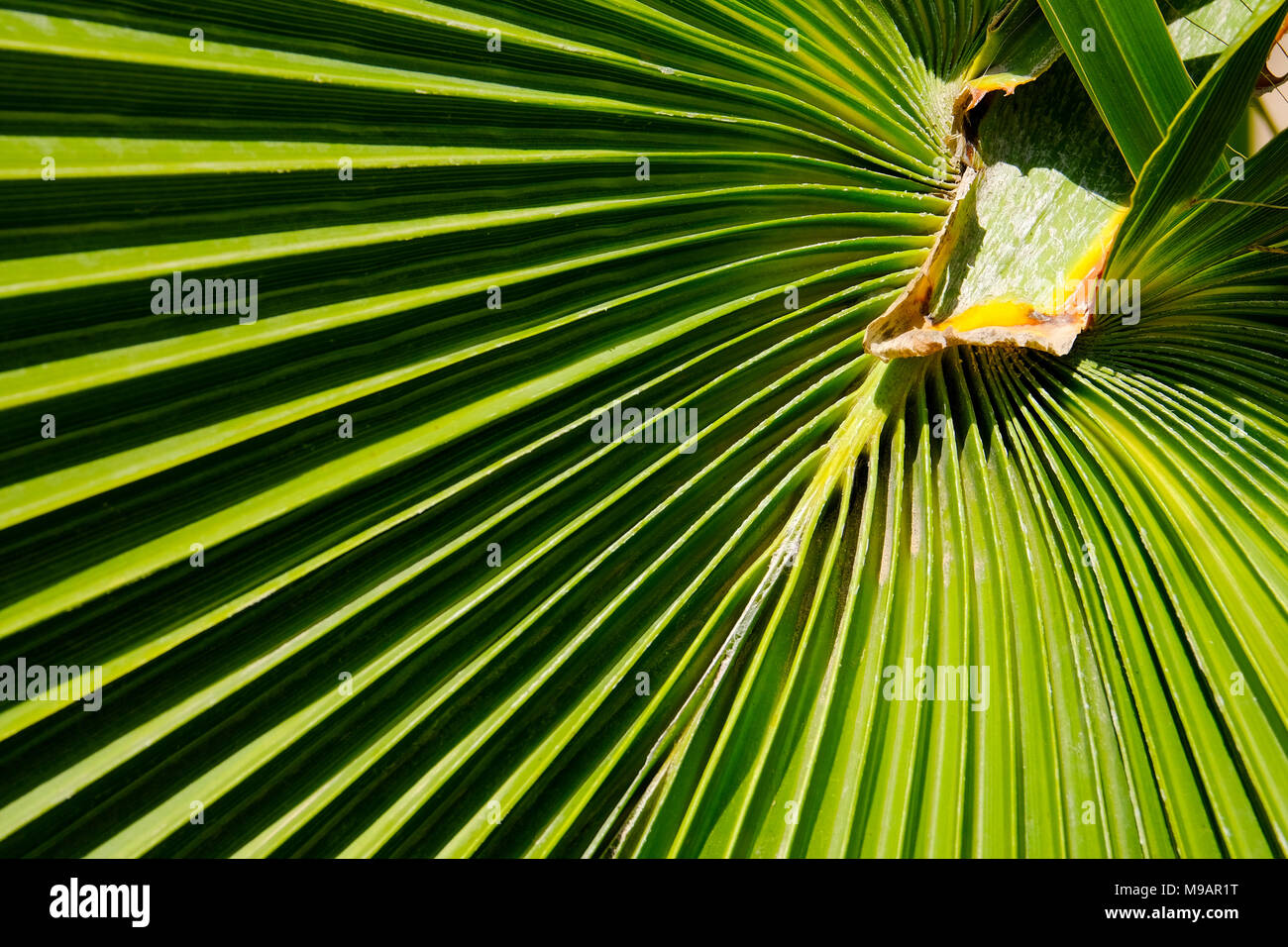 Palm Tree leaf detailed picture showing lines and pattern Stock Photo ...