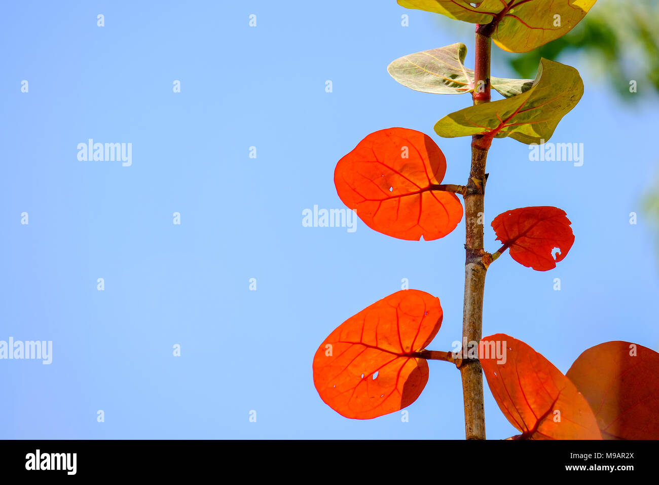 Seagrape shrub hi-res stock photography and images - Alamy