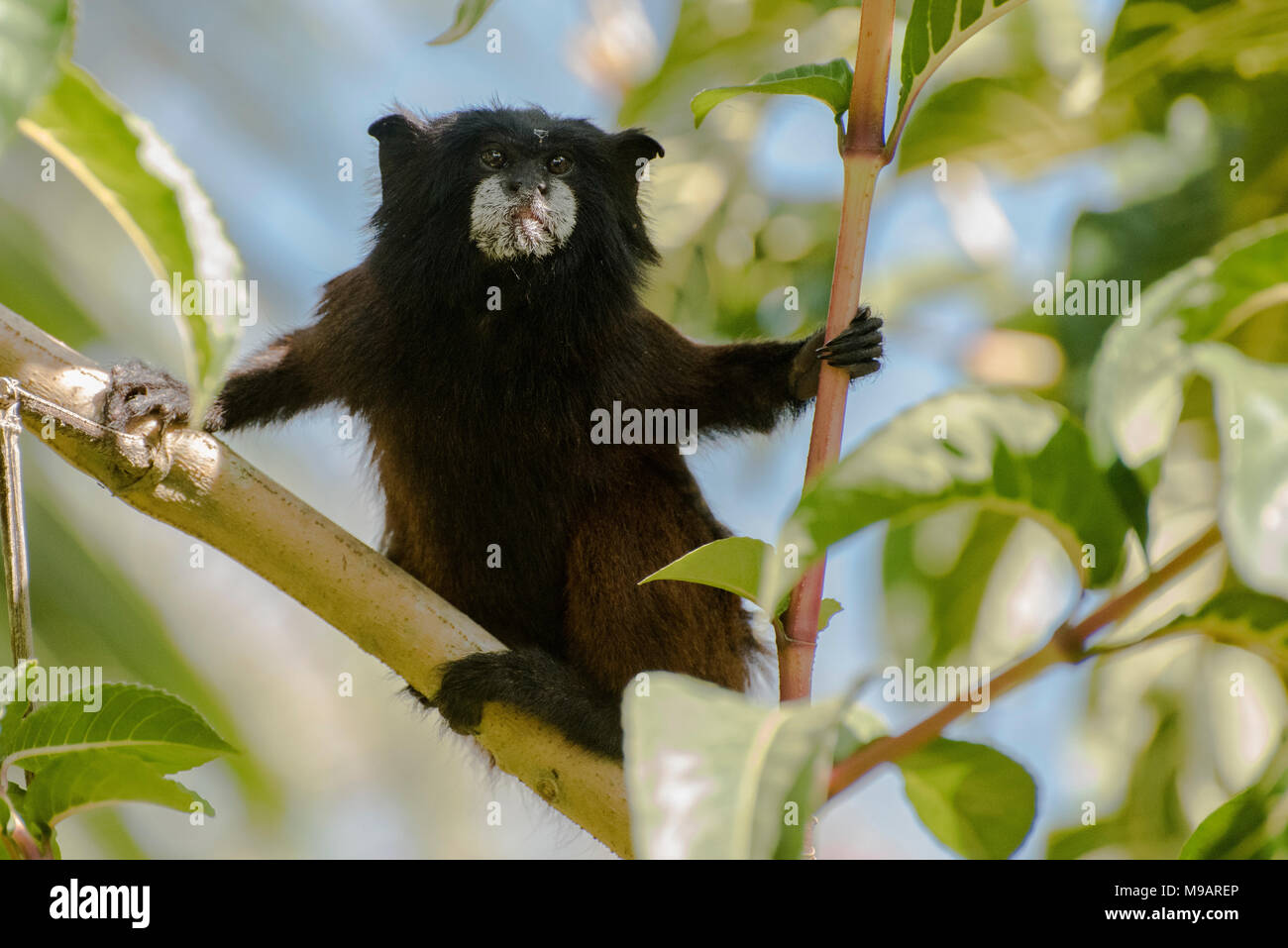 Saddle back tamarin saguinus fuscicollis hi-res stock photography and ...