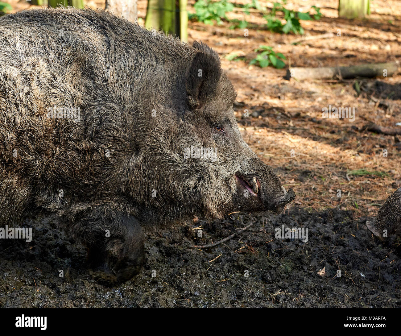 African swine fever hi-res stock photography and images - Alamy