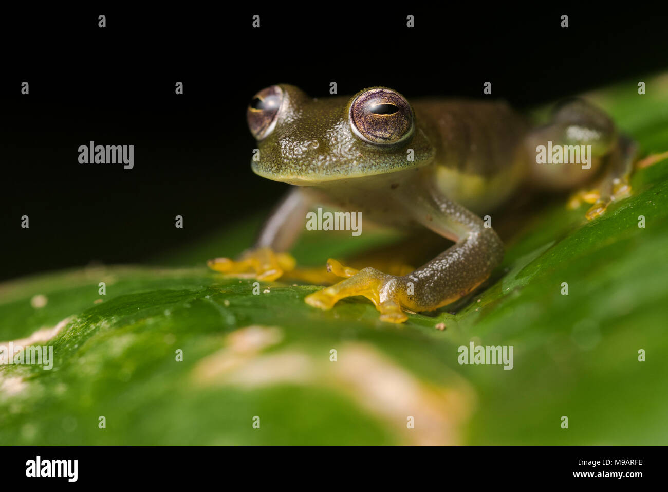 Cochran frog hi-res stock photography and images - Alamy