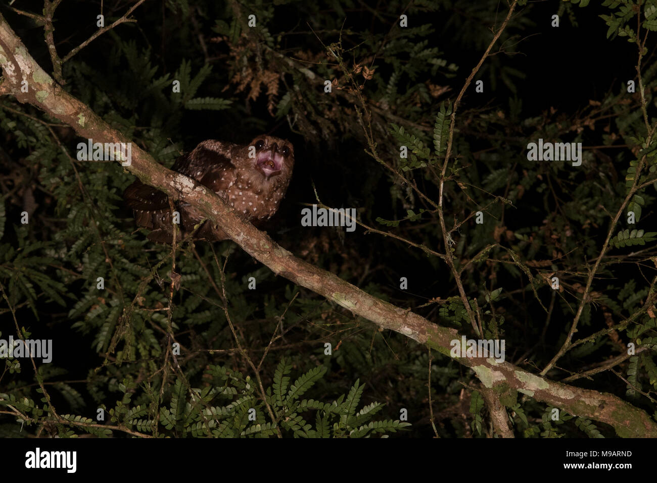 Oilbird Echolocation