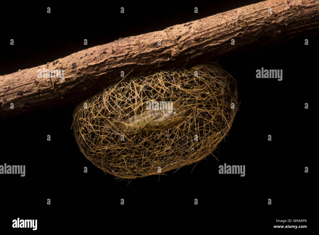 Cocoon of a moth hi-res stock photography and images - Alamy