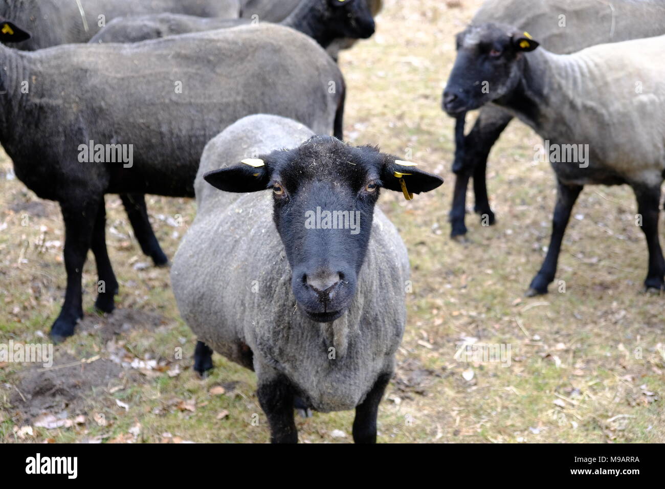 Sheep money hi-res stock photography and images - Alamy