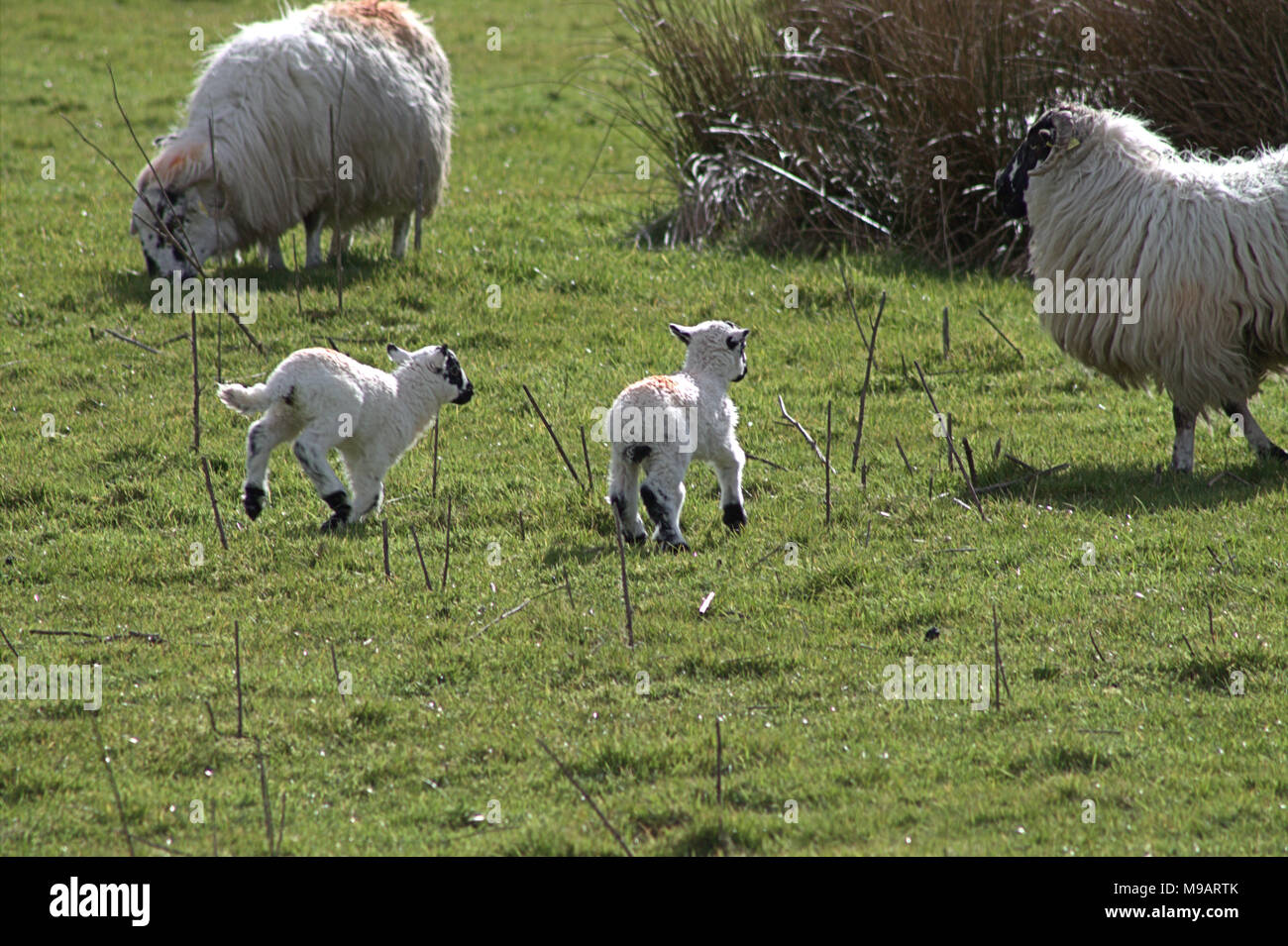 Spring farming and farming hi-res stock photography and images - Alamy