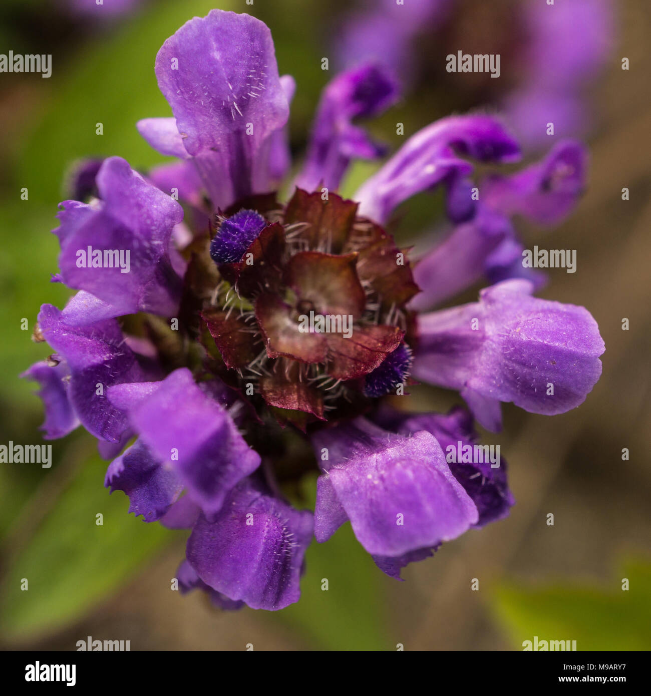 A pretty weed grows in a patio Stock Photo - Alamy