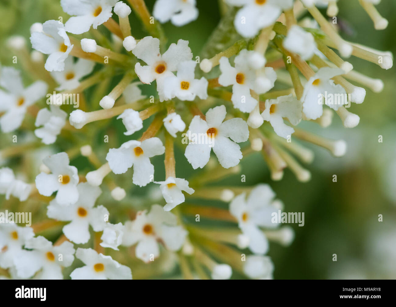 A close-up of the tiny blooms of a buddleia bush Stock Photo - Alamy