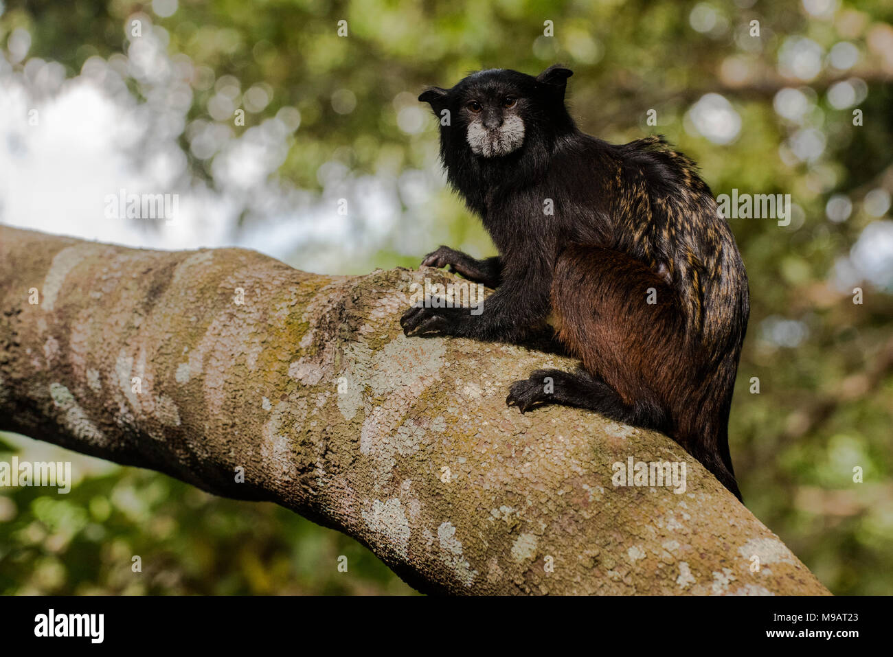 Saddleback tamarin monkey hi-res stock photography and images - Alamy