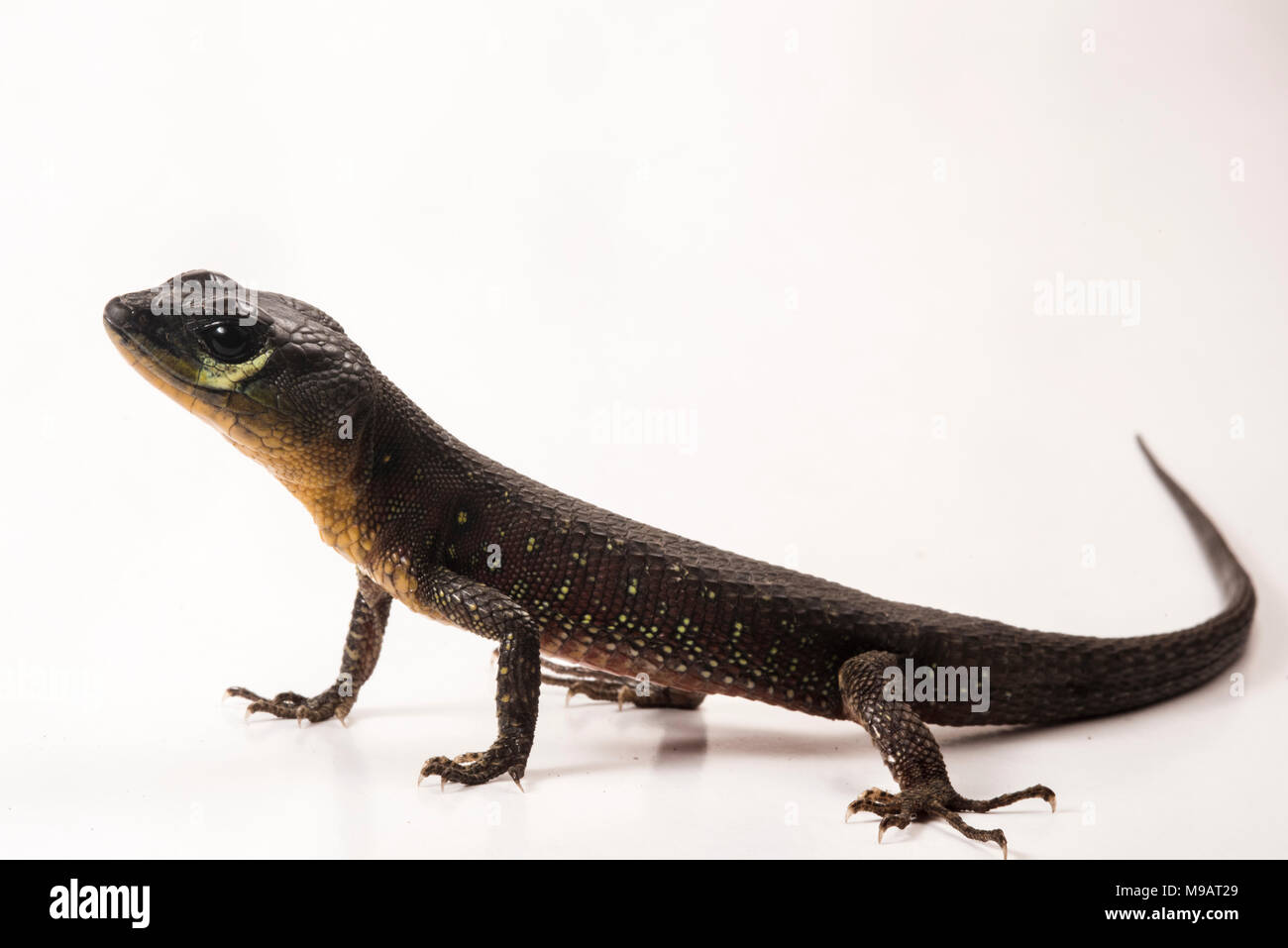 Potamites strangulatus hi-res stock photography and images - Alamy