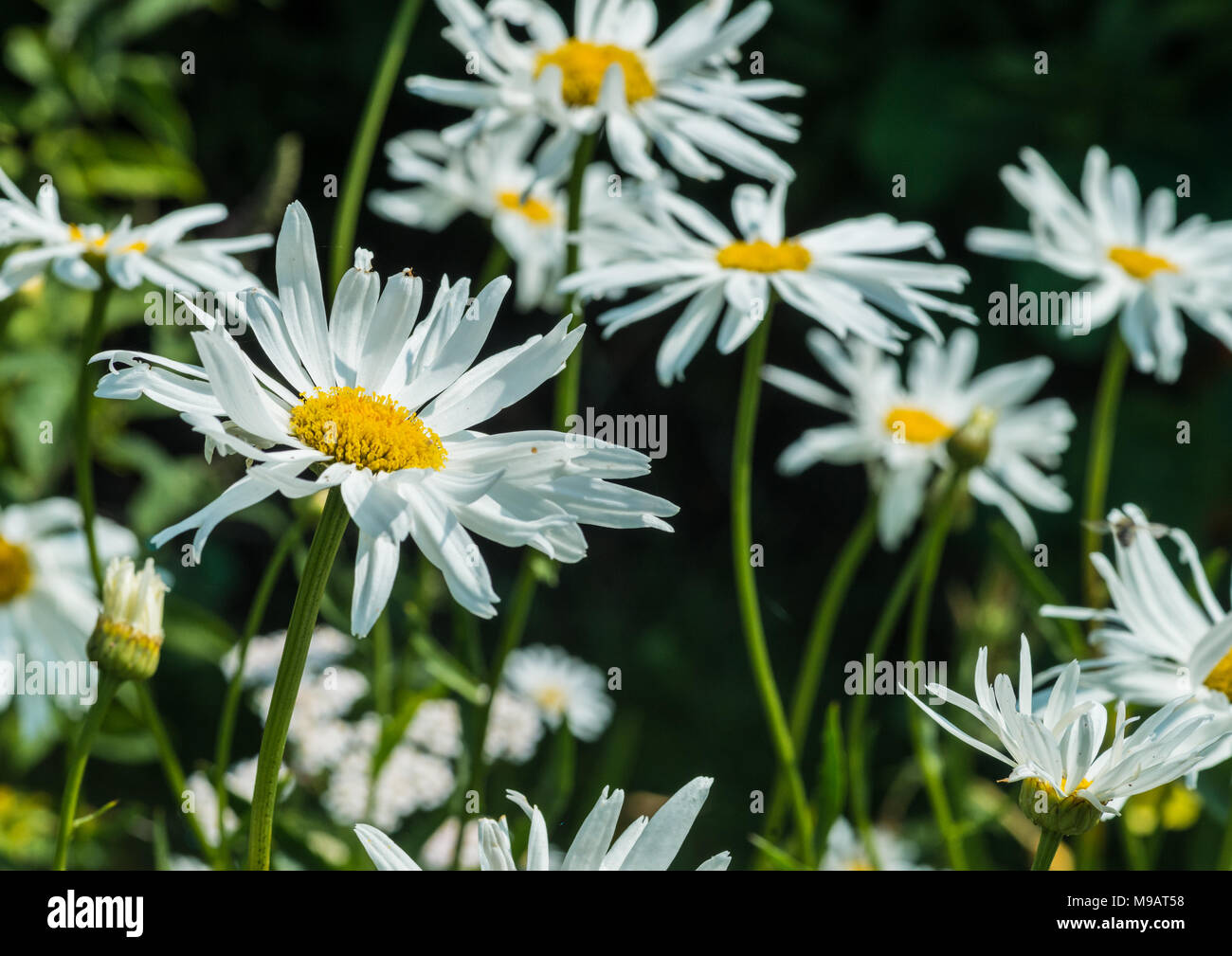 Big yellow daisies hi-res stock photography and images - Alamy
