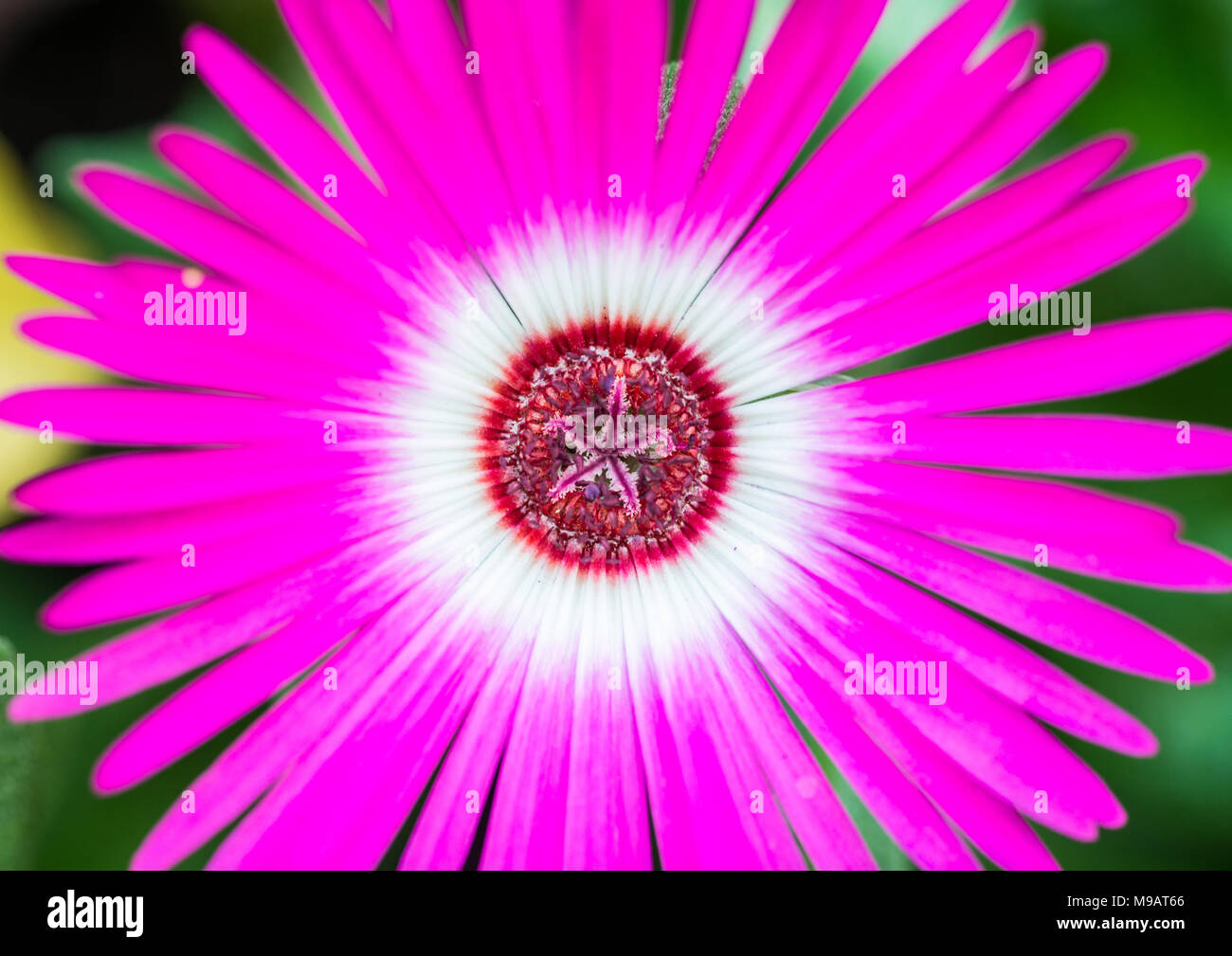 Livingstone daisy flower hi-res stock photography and images - Alamy