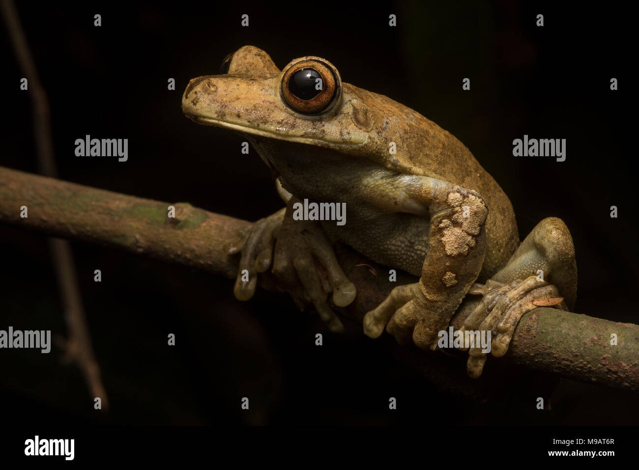 A rusty tree frog (Boana boans) is one of the largest tree frogs of the ...