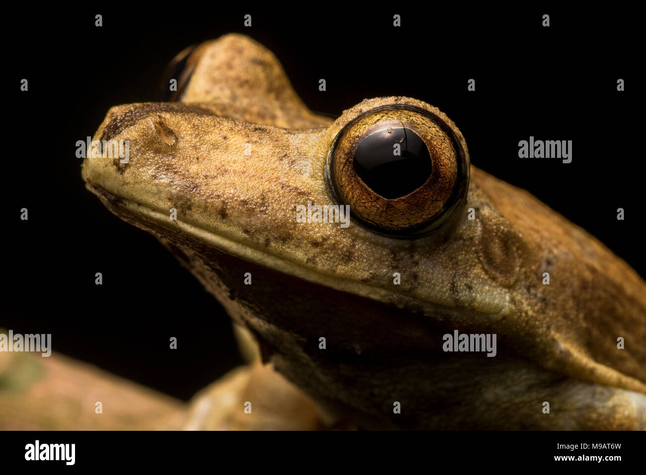 A rusty tree frog (Boana boans) is one of the largest tree frogs of the ...