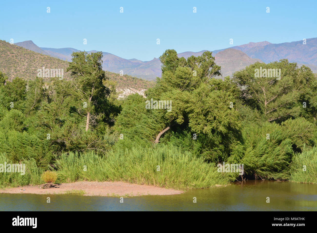 Horseshoe Lake in Tonto National Forest Stock Photo - Alamy
