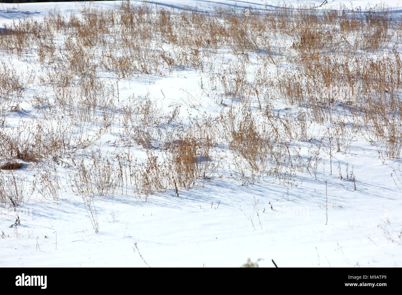 Winter landscapes in depopulated fields and forests and roads of ...