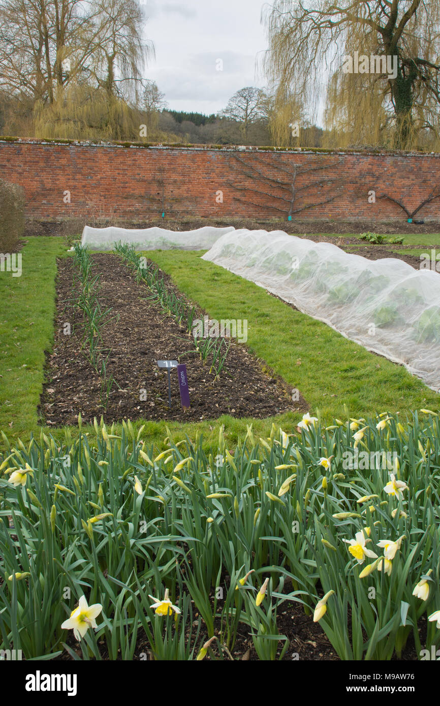 Spring vegetable garden wall hi-res stock photography and images - Alamy