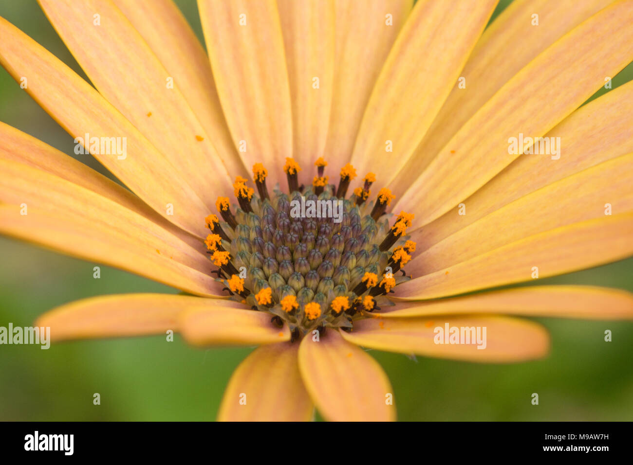 Bronze flower hi-res stock photography and images - Alamy