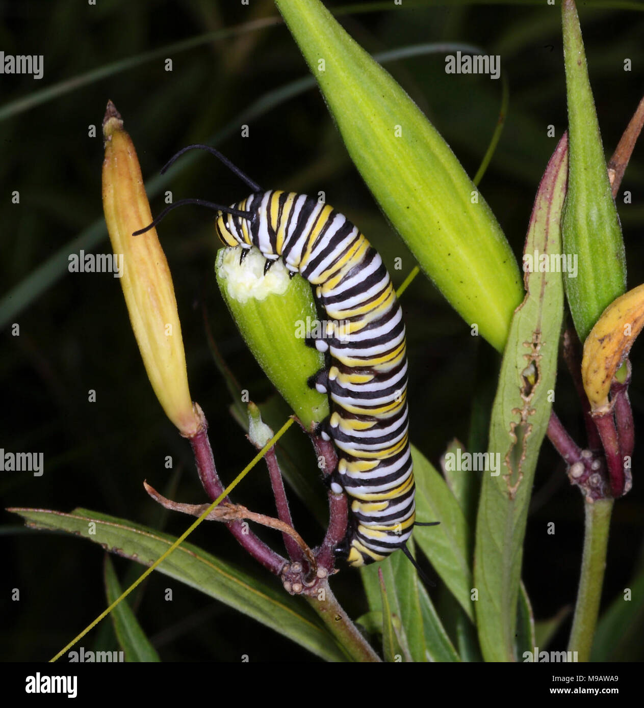 Caterpillar share hi-res stock photography and images - Alamy