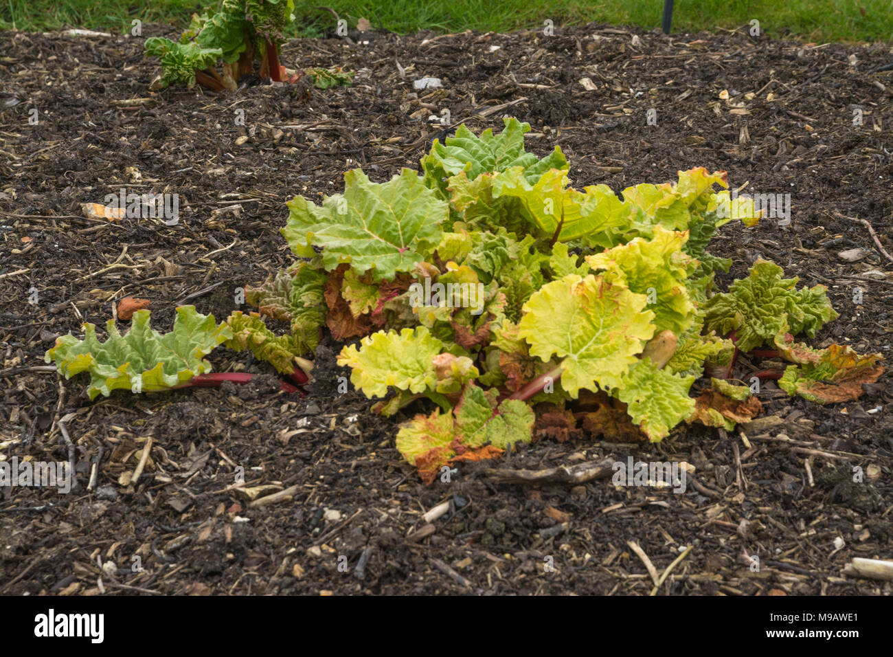 Rhubarb stems hi-res stock photography and images - Alamy