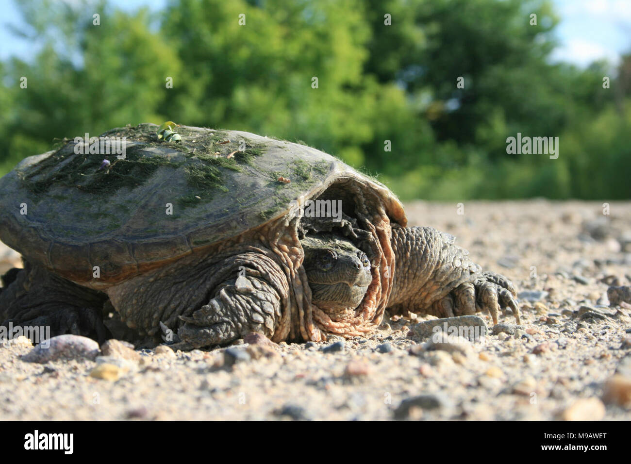 Snapping turtle photo and image hi-res stock photography and images - Alamy