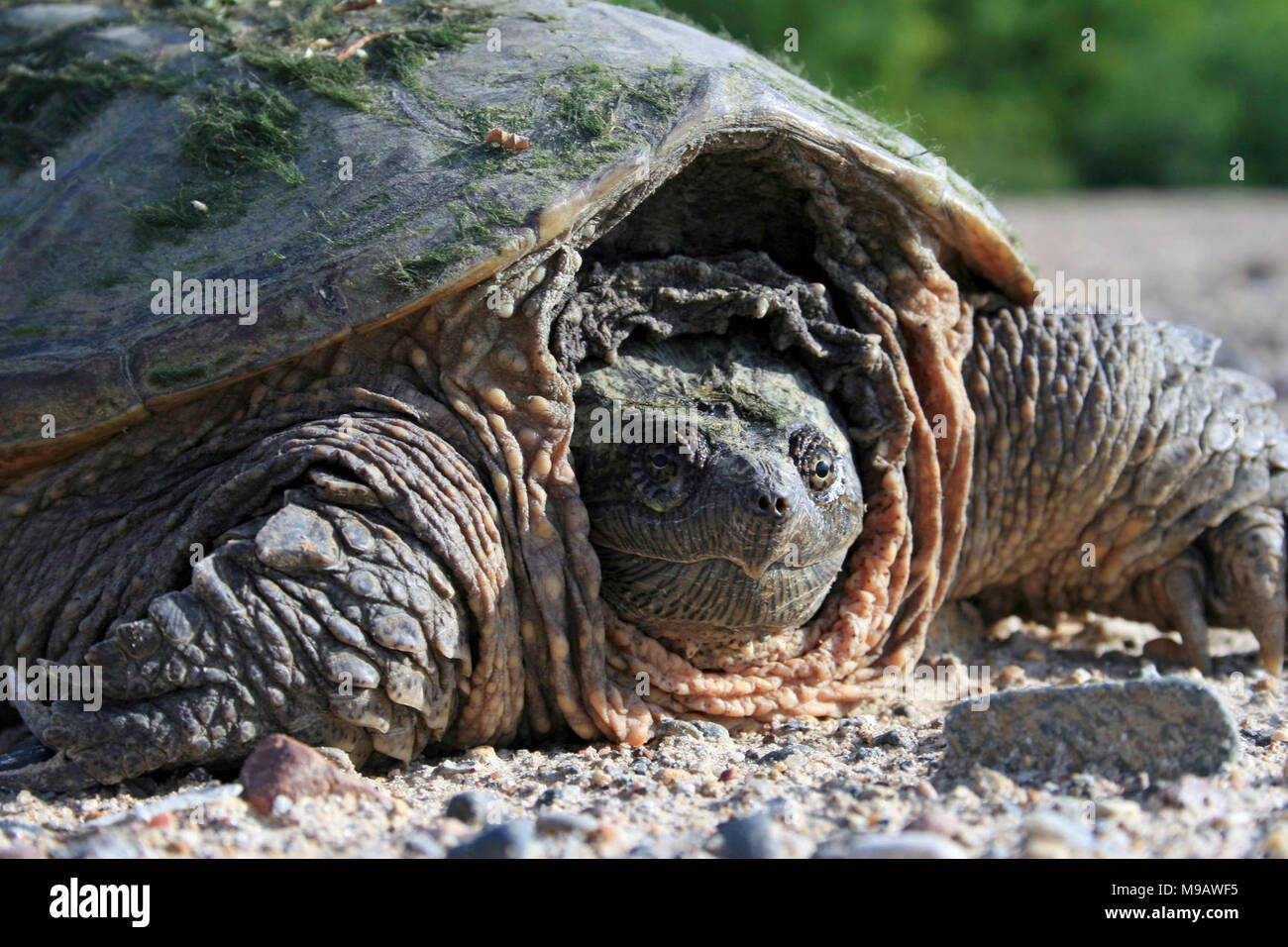 Snapping turtle image hi-res stock photography and images - Alamy