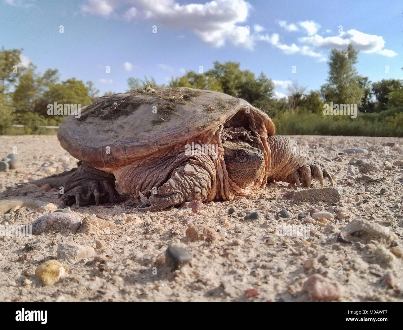 Snapping turtle image hi-res stock photography and images - Alamy