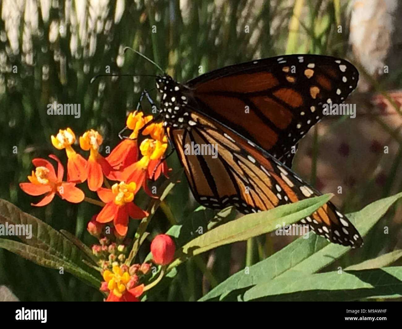 Monarch Butterfly in Texas Stock Photo - Alamy