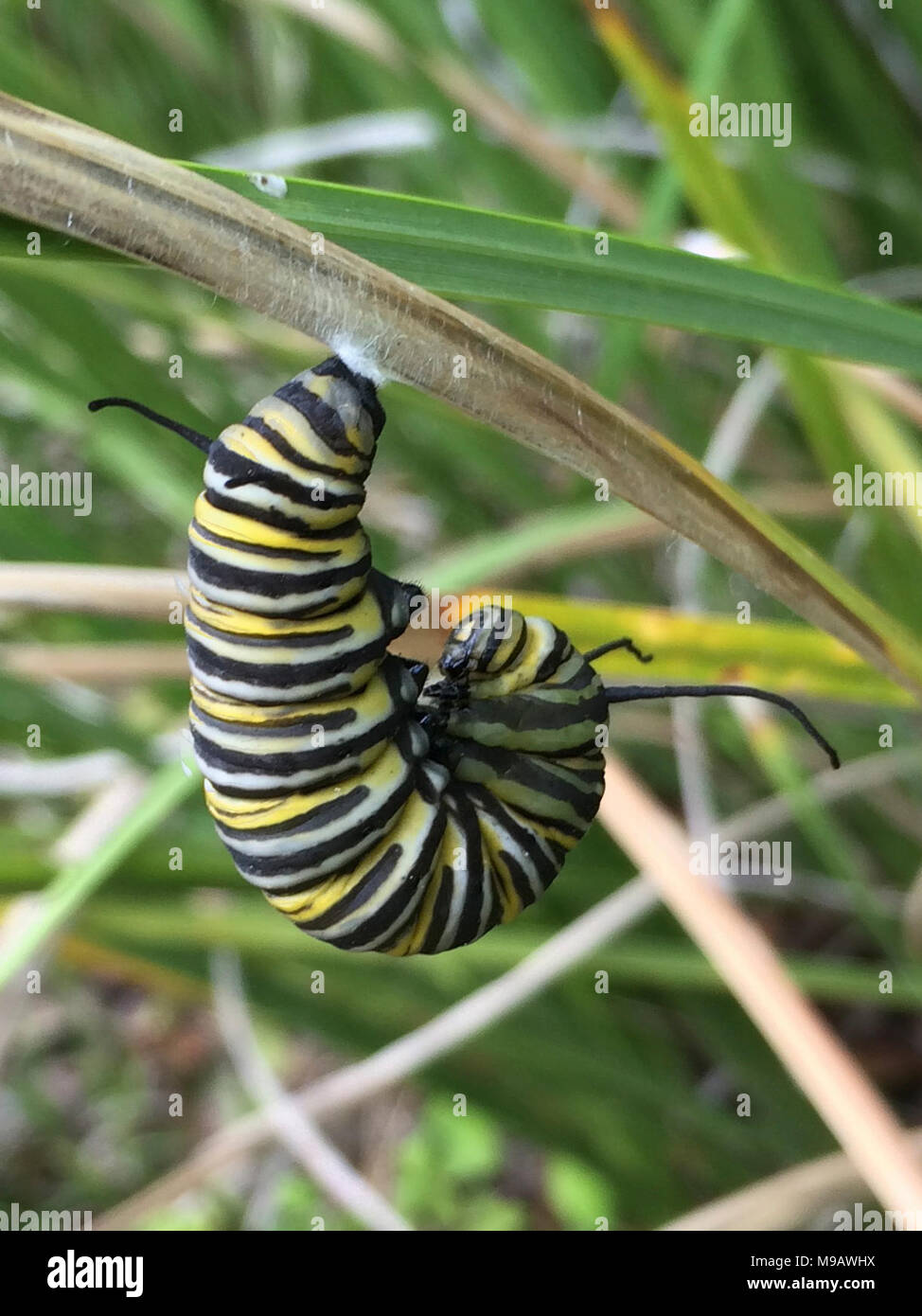 Monarch Caterpillar in Texas Stock Photo - Alamy