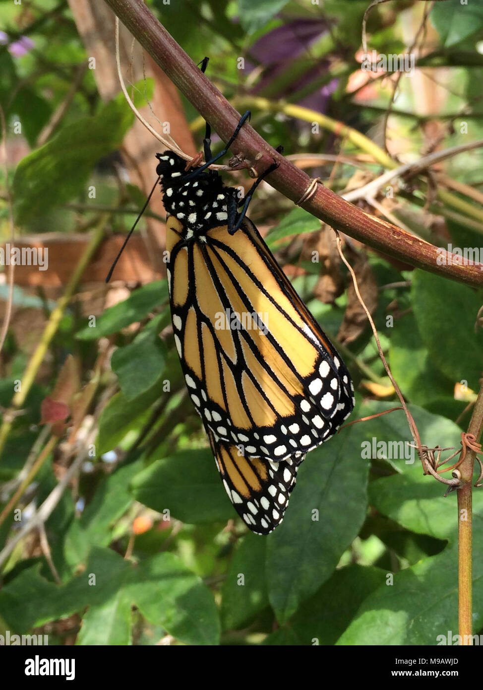 Monarch Butterfly in Texas Stock Photo - Alamy
