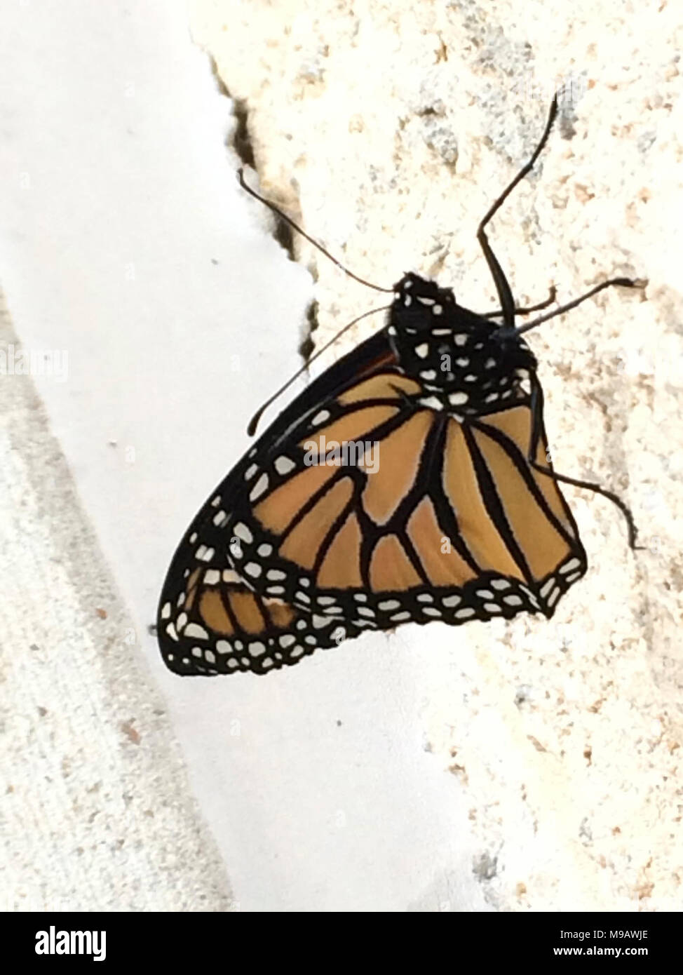 Monarch Butterfly in Texas Stock Photo - Alamy