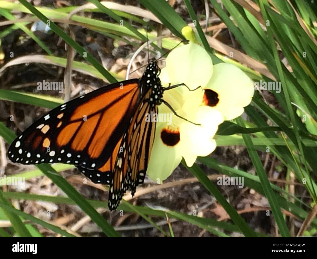 Monarch Butterfly in Texas Stock Photo - Alamy