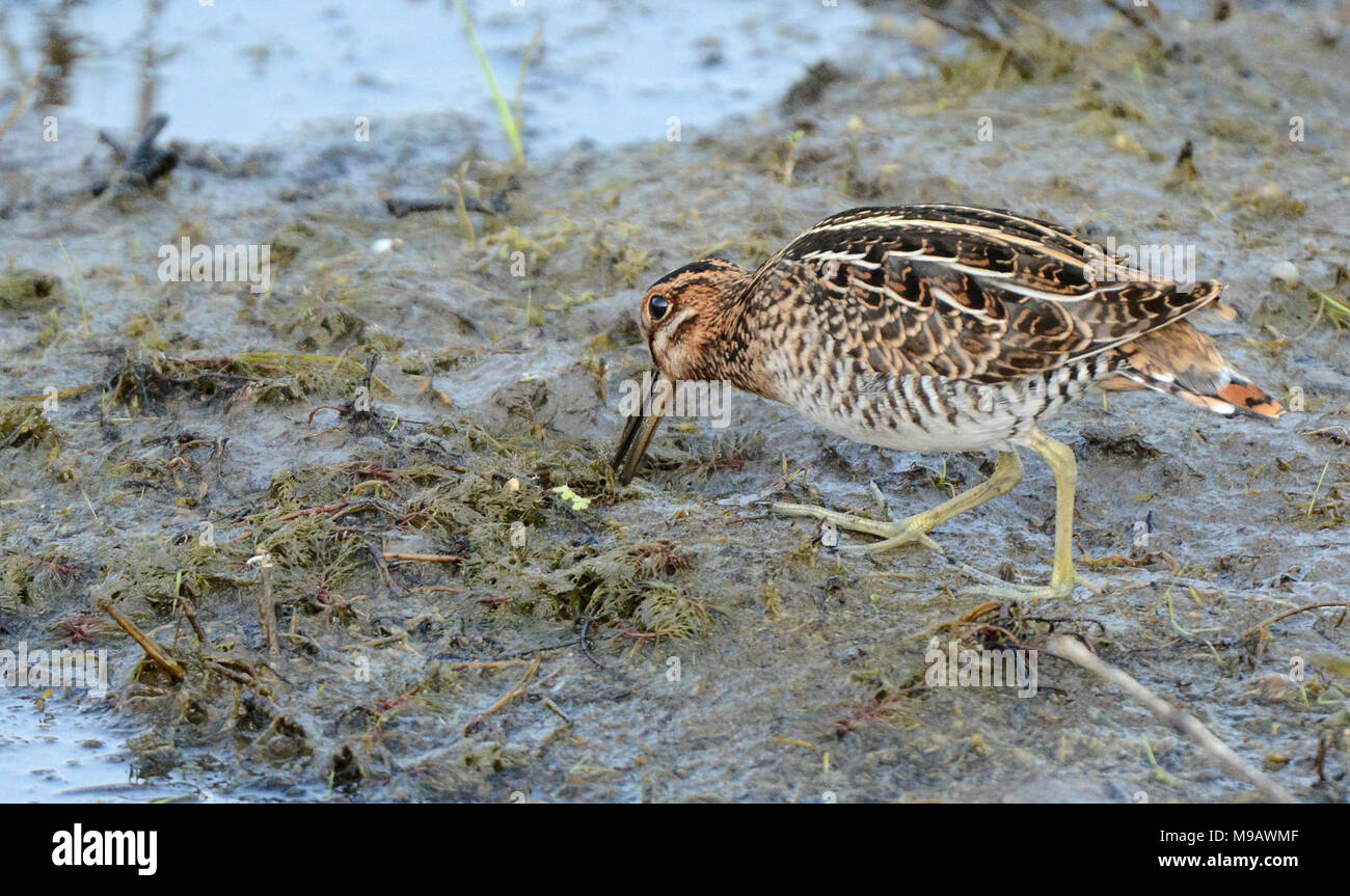 Snipe fish hi-res stock photography and images - Alamy