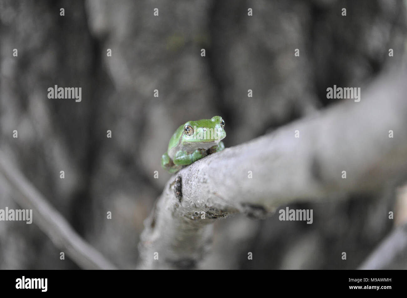 Gray Tree Frog Stock Photo - Alamy