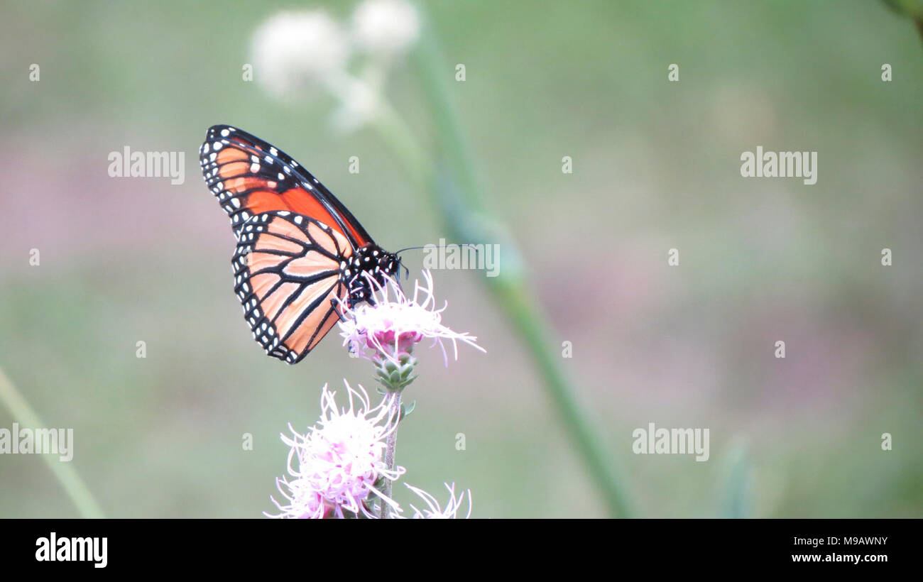 Monarch butterfly in minnesota hi-res stock photography and images - Alamy