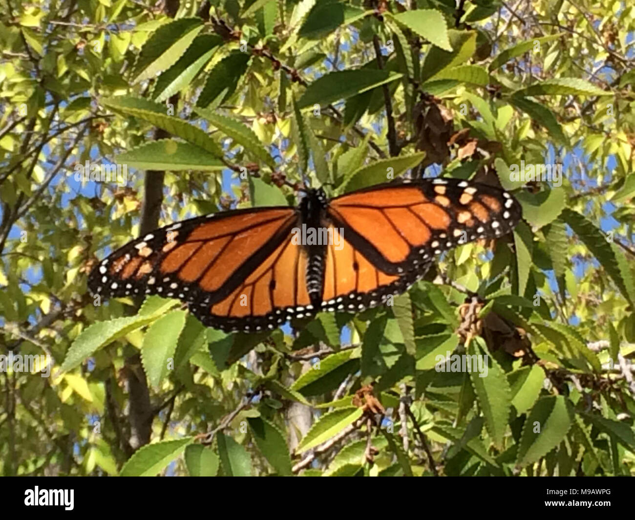 Monarch Butterfly in Texas Stock Photo - Alamy