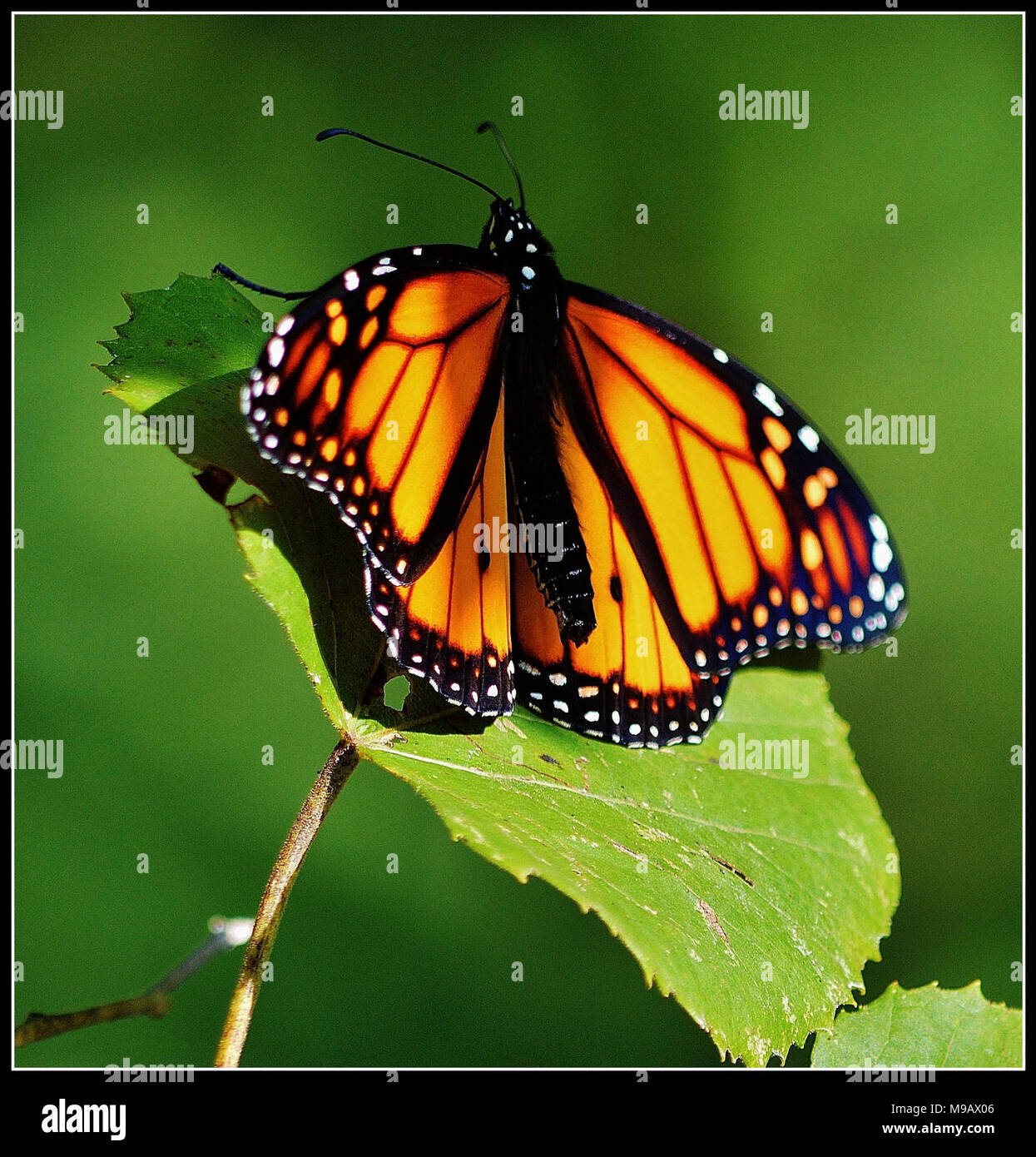 Monarch Butterfly in Indiana Stock Photo - Alamy