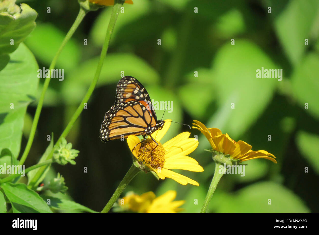 Monarch Butterfly in Minnesota Stock Photo - Alamy