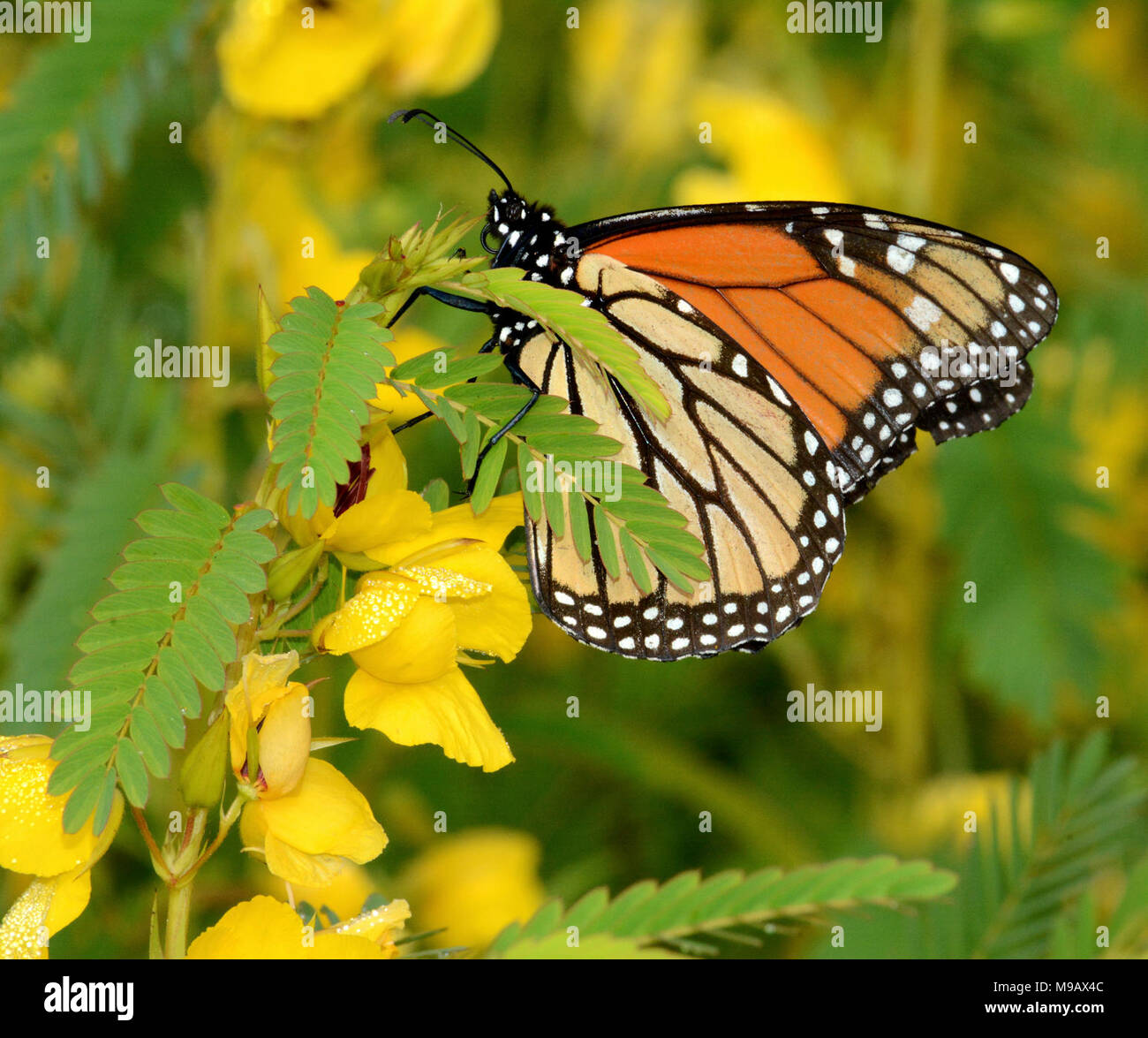 Monarch partridge pea Stock Photo - Alamy